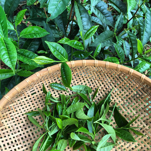 now featuring the Maui Tea Farm - PONOinfusions