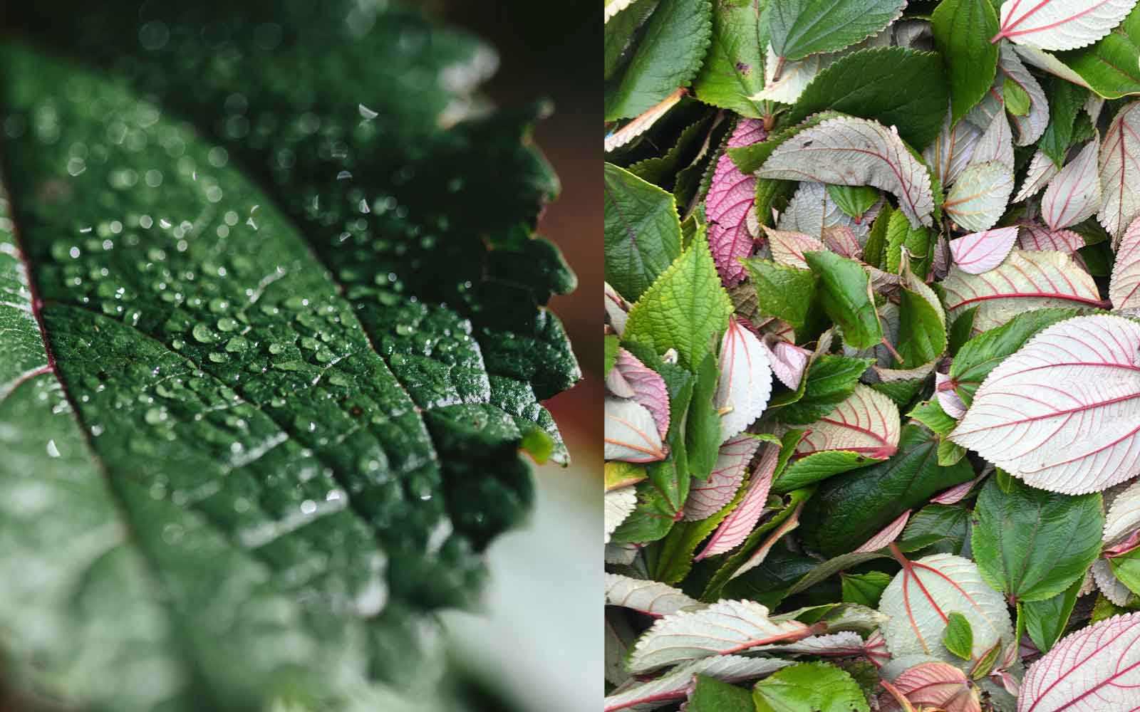 PONOinfusions Organic Teas & Herbal Infusions